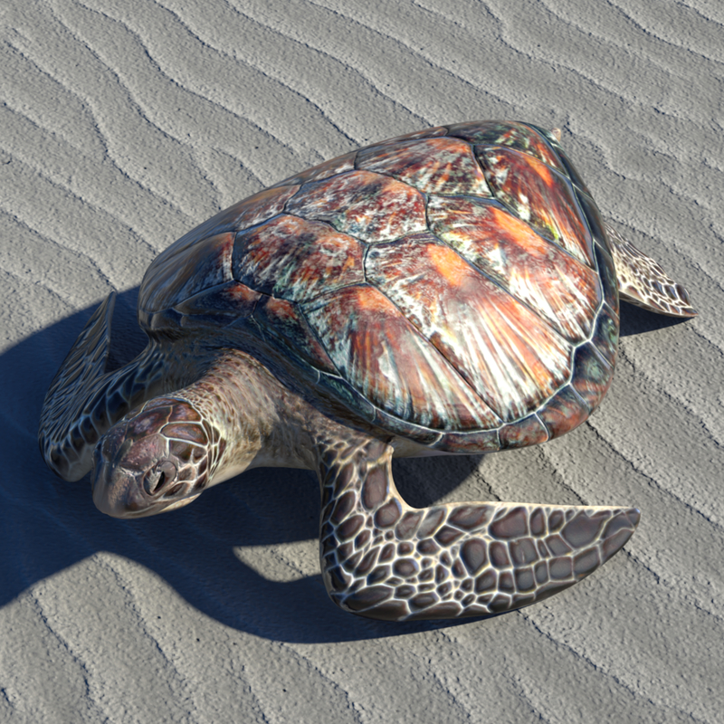 turtle shell 3d model