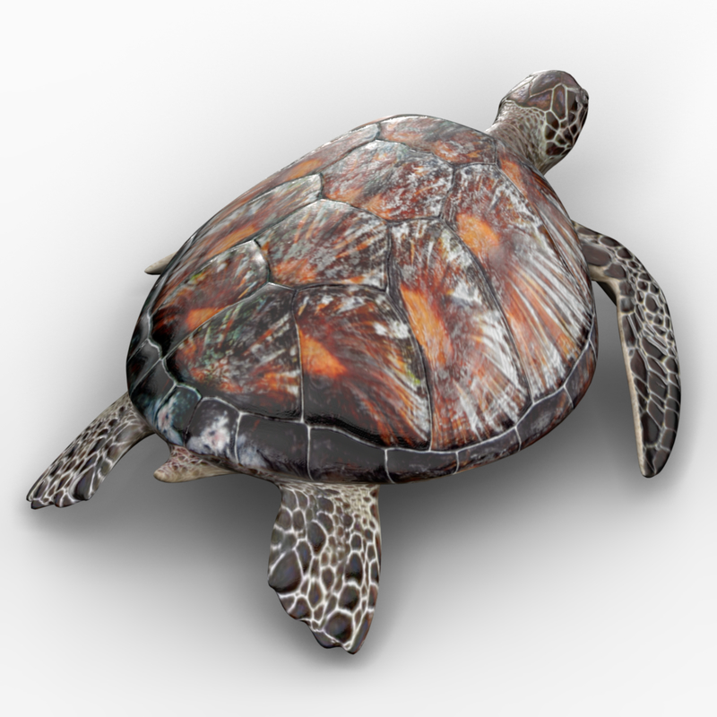turtle shell 3d model