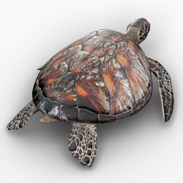 turtle shell 3d model