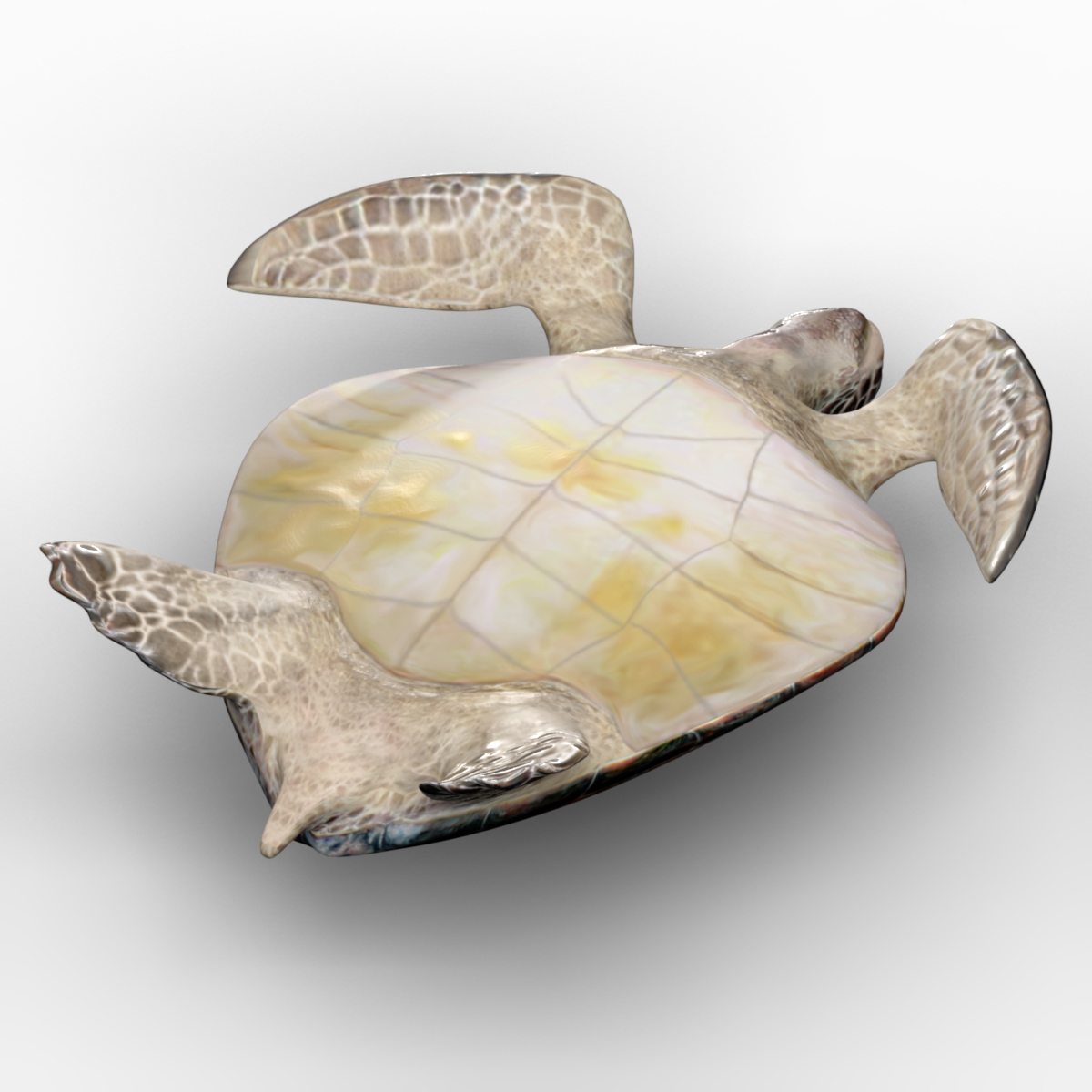 turtle shell 3d model