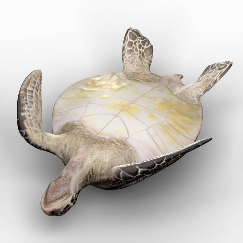 turtle shell 3d model