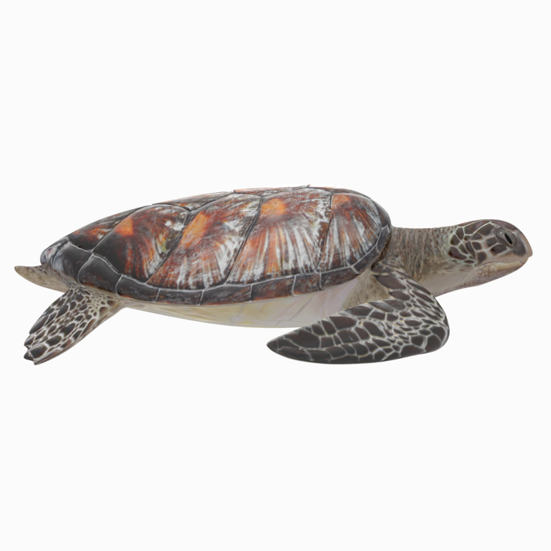 turtle shell 3d model