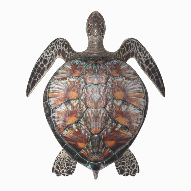 turtle shell 3d model