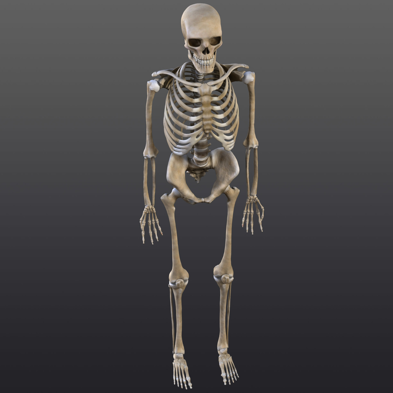 modelo 3d Esqueleto humano - TurboSquid 640280