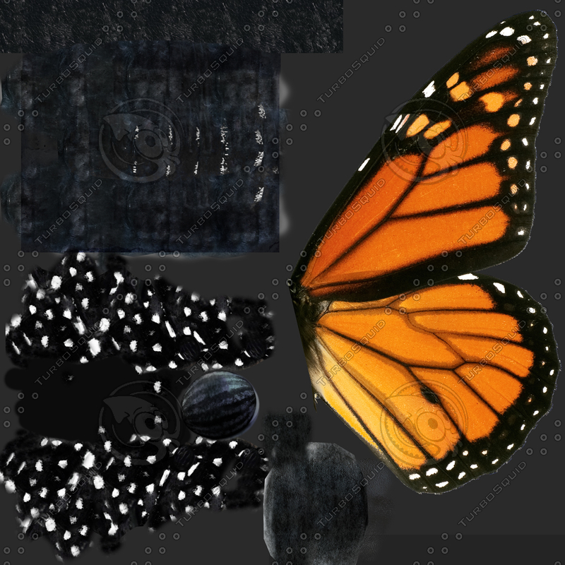 monarch butterfly max