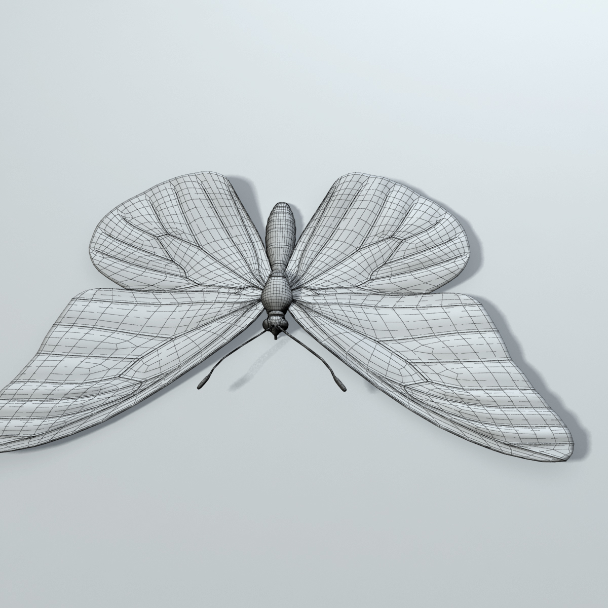 monarch butterfly max