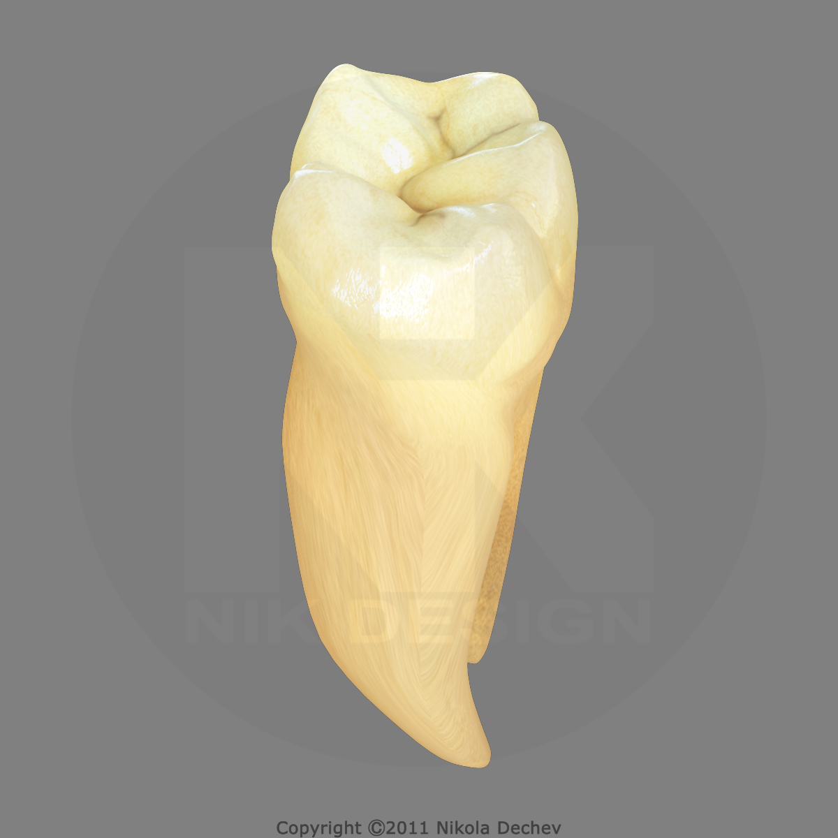 3d model orthodontics mouth teeth