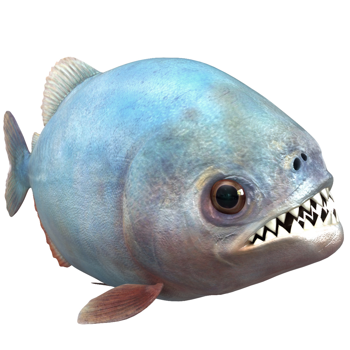 3d piranha modelled