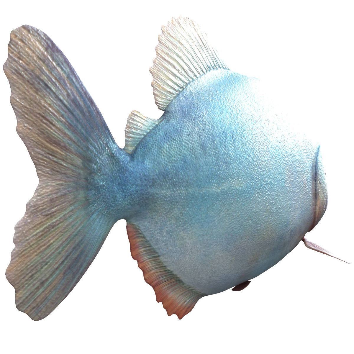 3d piranha modelled