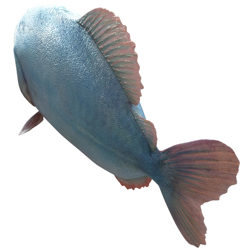 3d piranha modelled