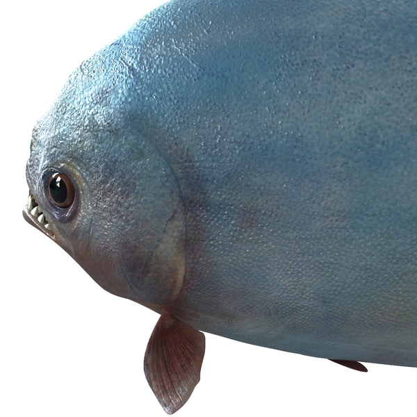 3d piranha modelled