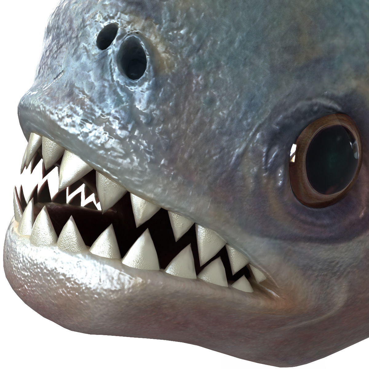 3d piranha modelled