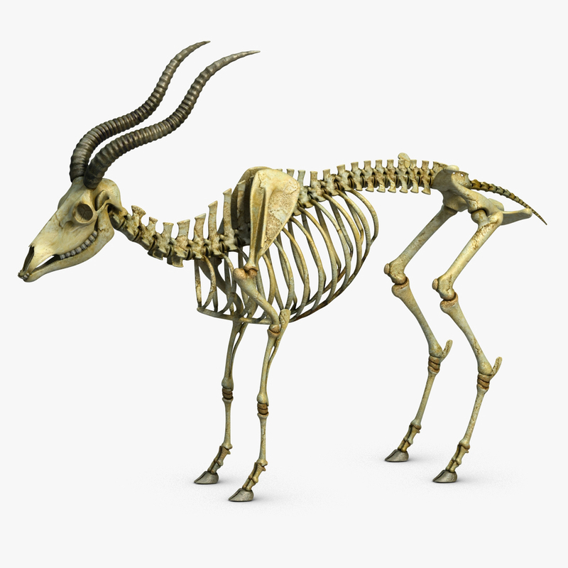 goat skeleton 2 3ds