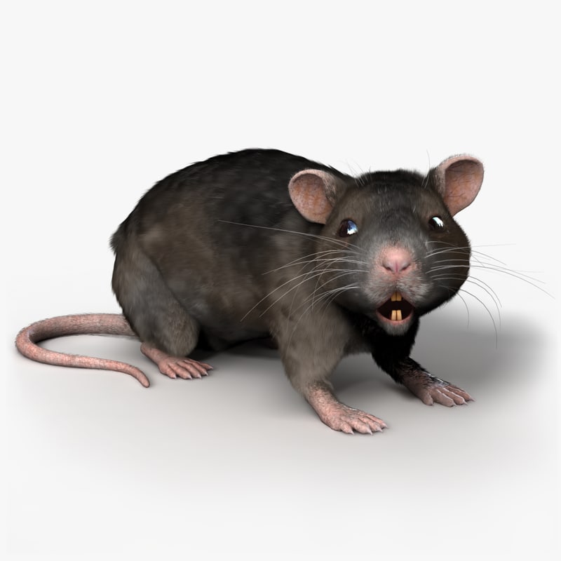 Rat - Rigged Modelo 3D - TurboSquid 650126