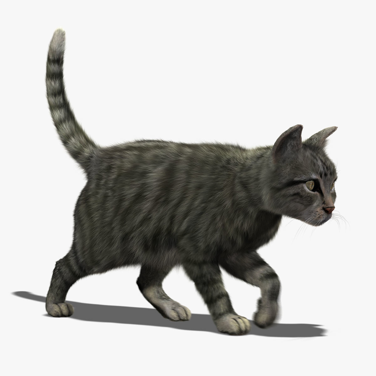 maya cat mackerel tabby fur