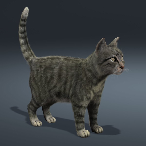 maya cat mackerel tabby fur