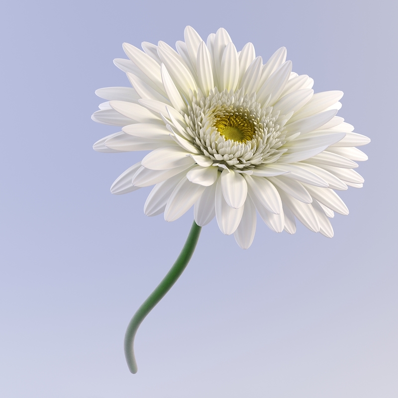 gerbera 3d max