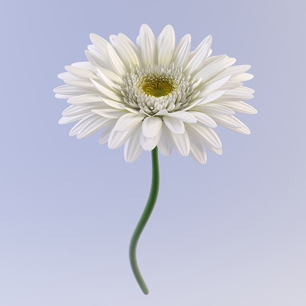gerbera 3d max