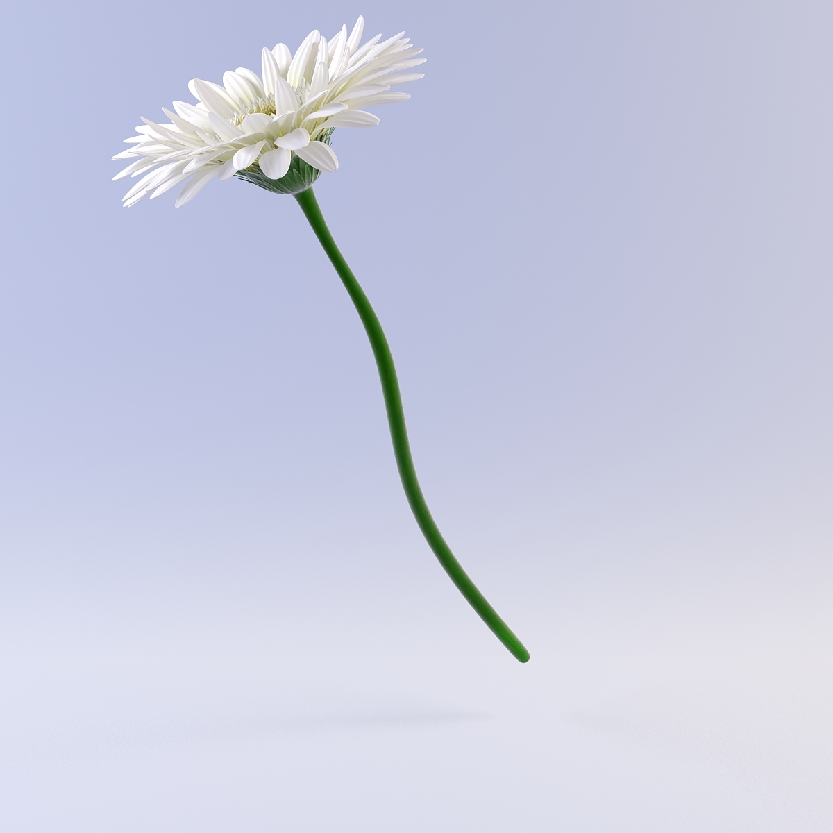 gerbera 3d max
