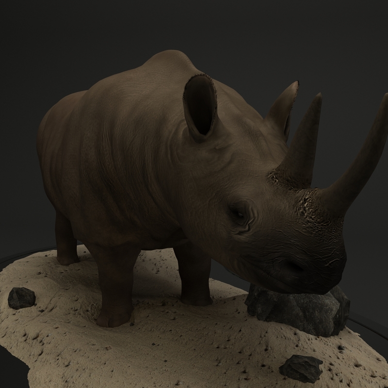 rhino rhinoceros 3d model