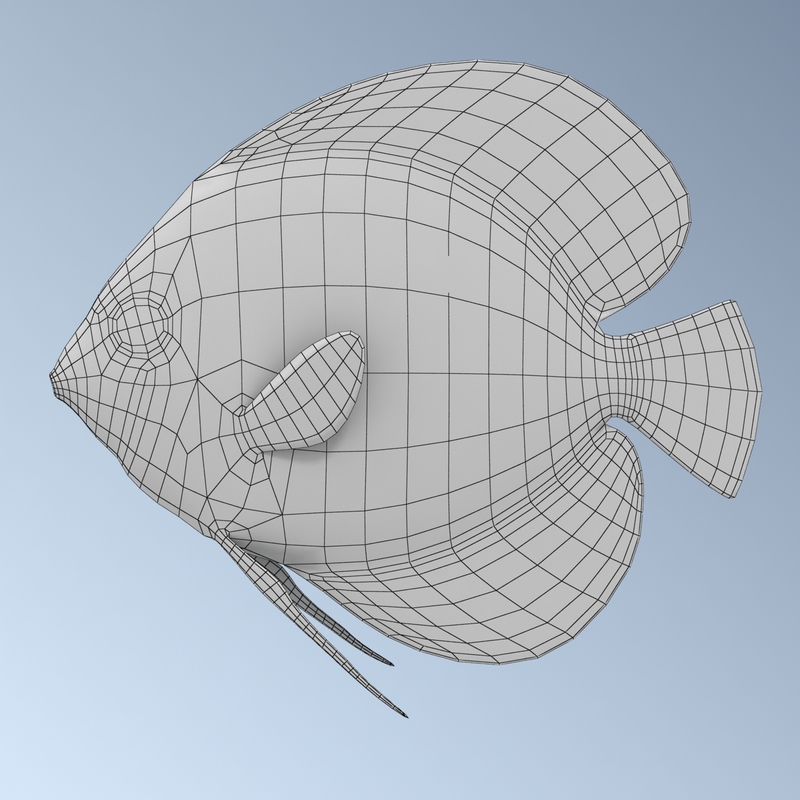 3d discus fish model
