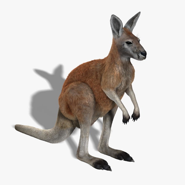 3d kangaroo modelled model