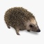 hedgehog fur 3d ma