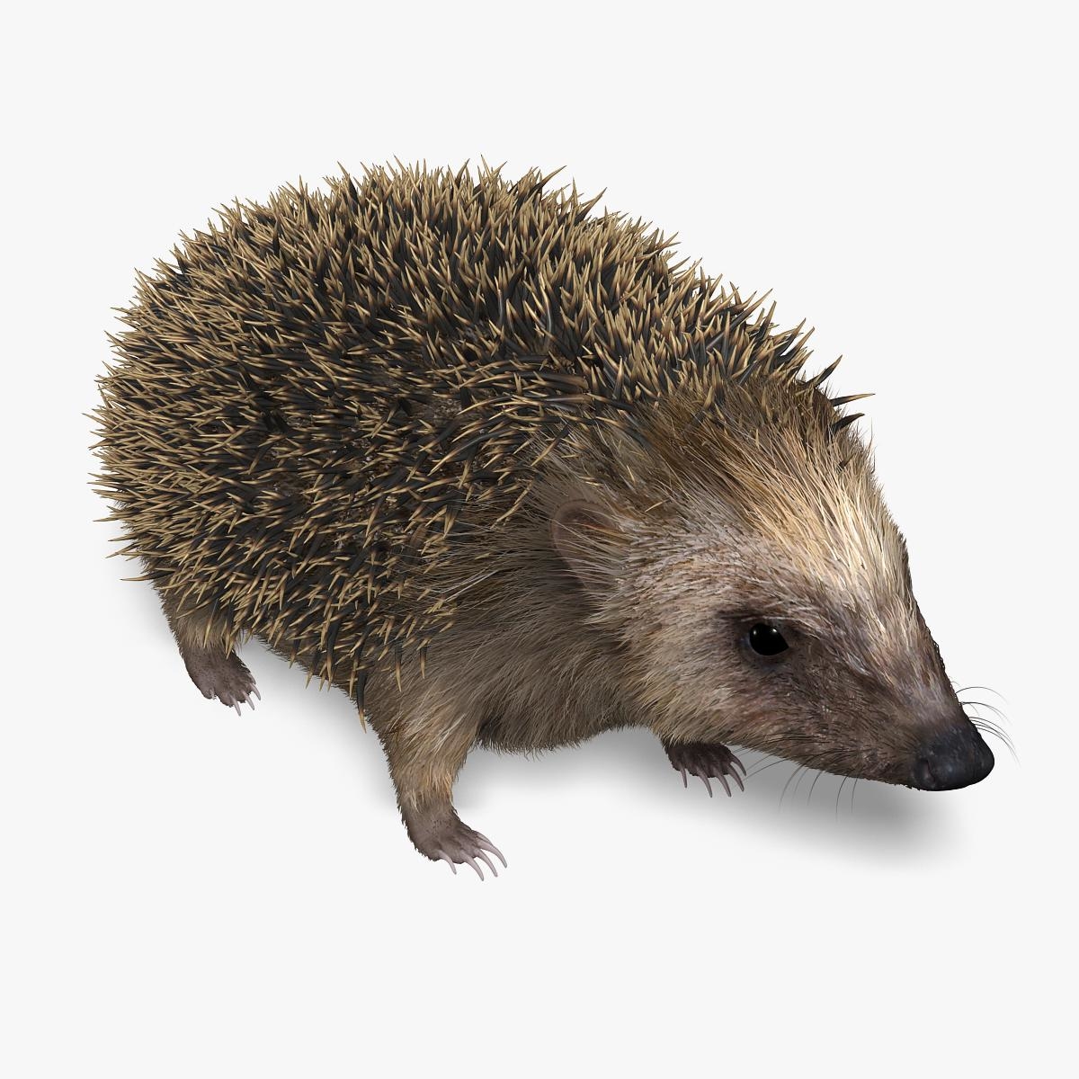 hedgehog fur 3d ma