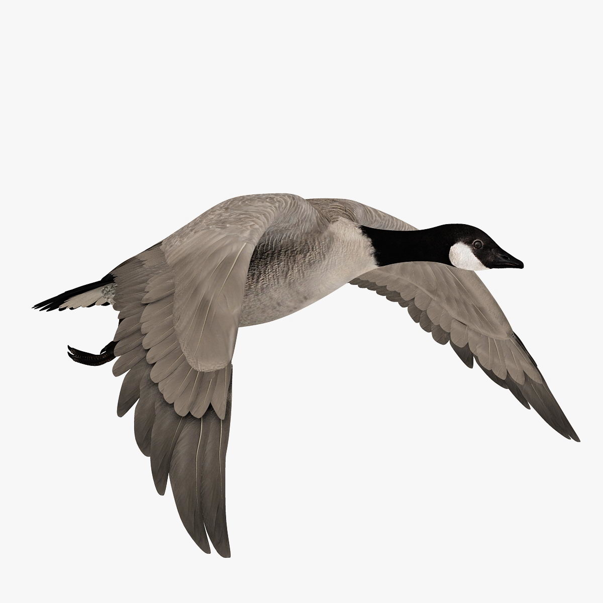 goose animation 3d ma