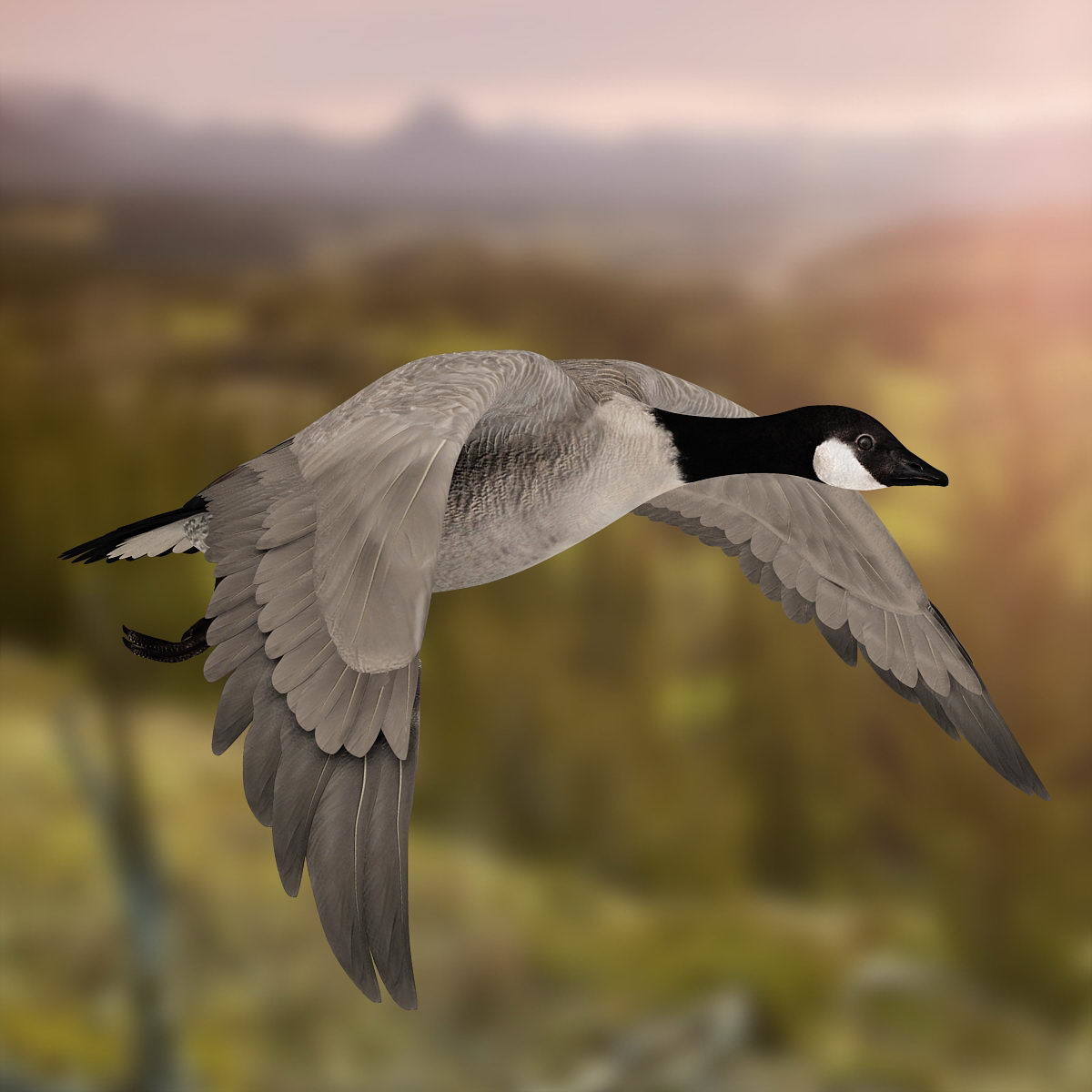 goose animation 3d ma
