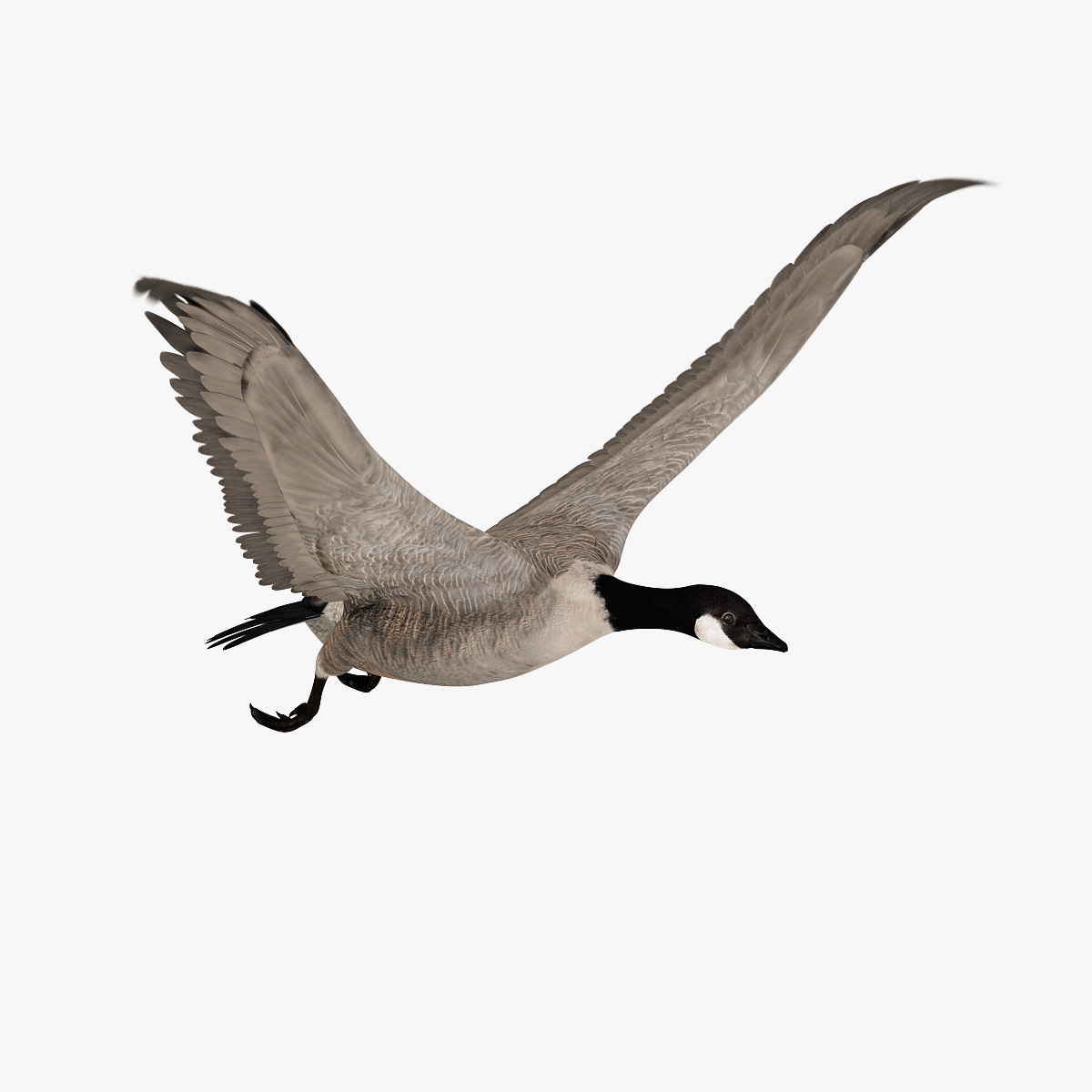goose animation 3d ma