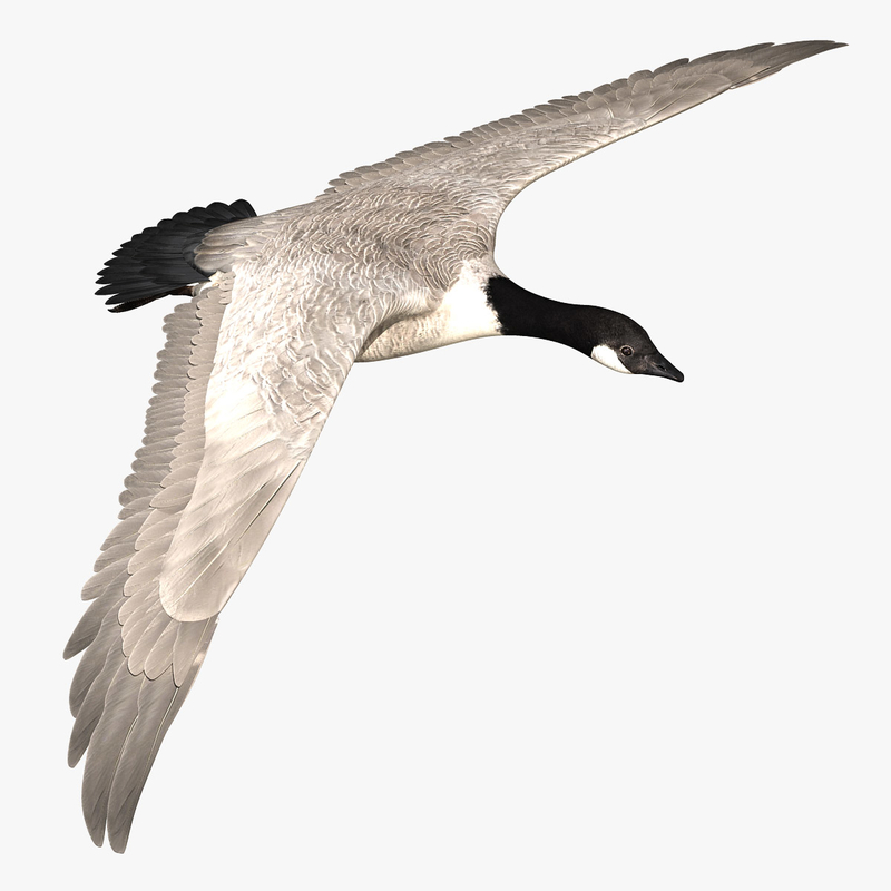 goose animation 3d ma