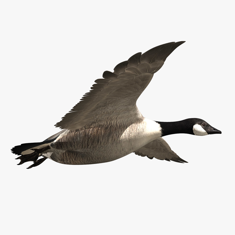 goose animation 3d ma