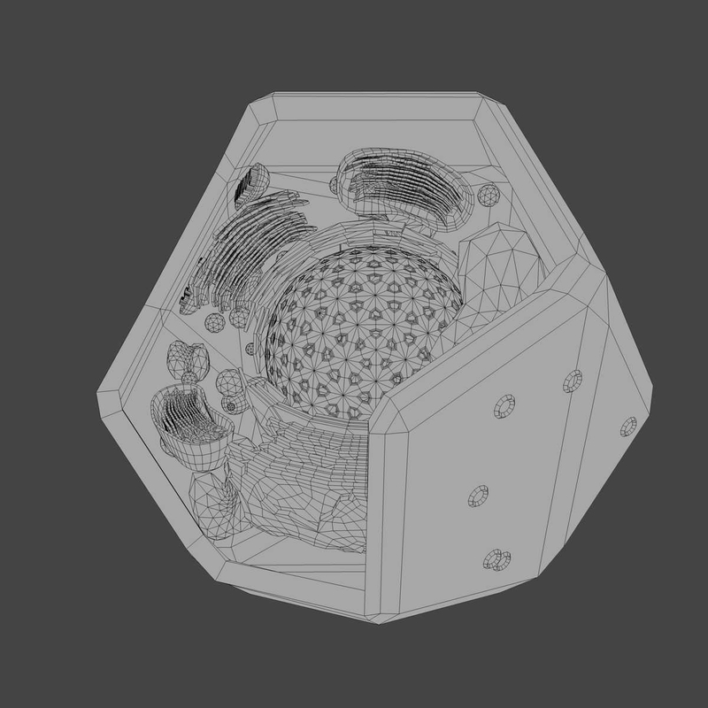 3d vegetal cell model