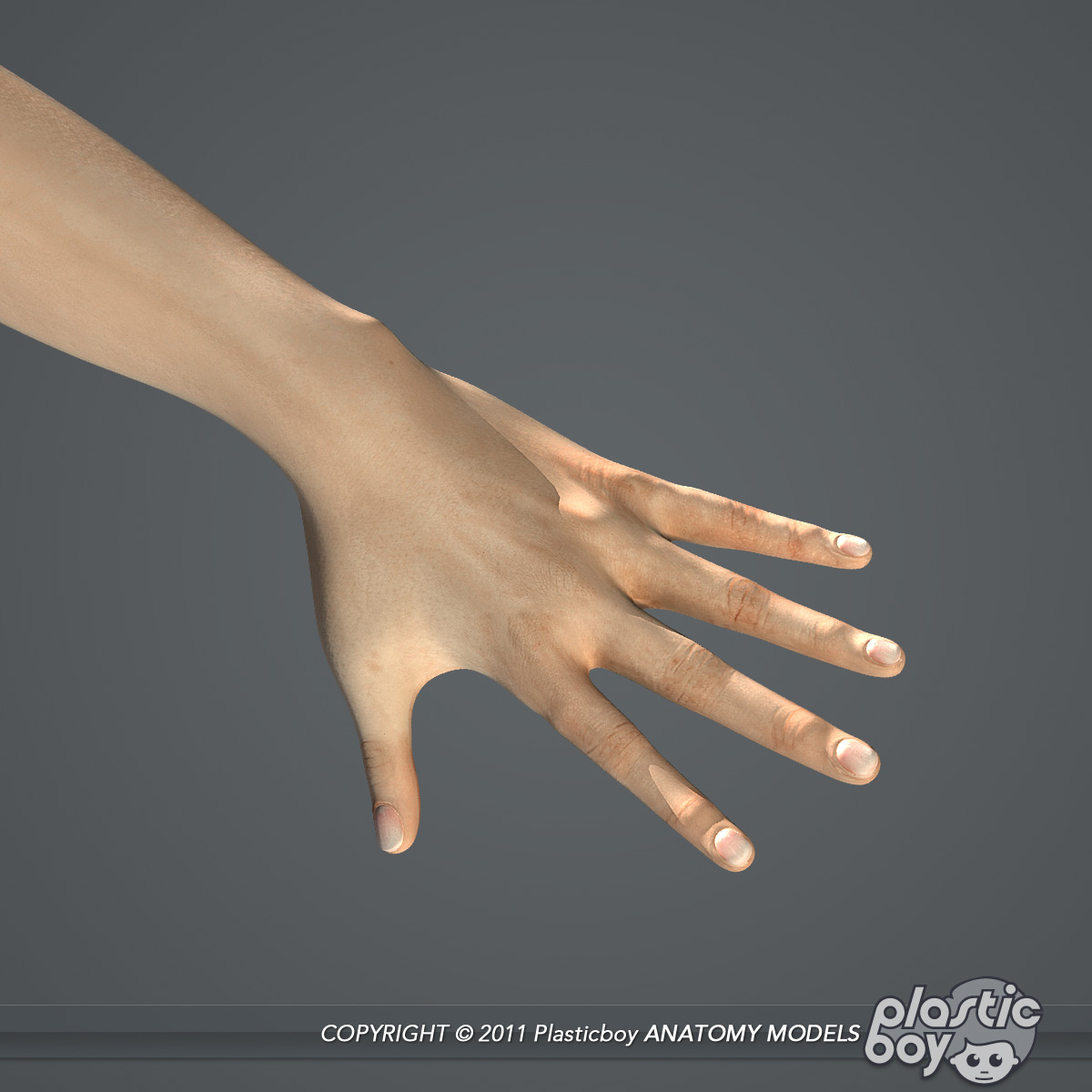 3d model of female body anatomy skin
