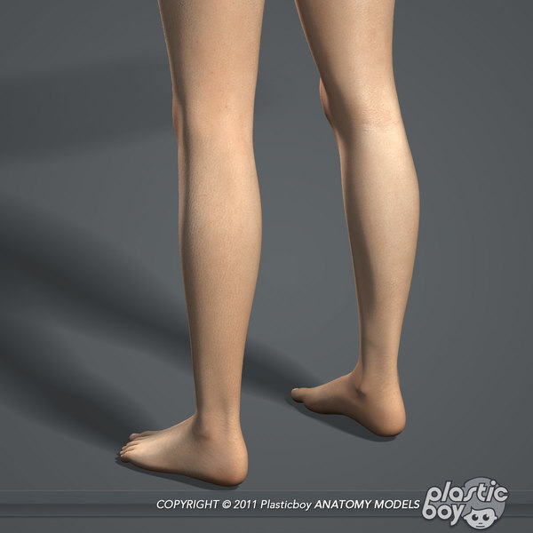 3d model of female body anatomy skin