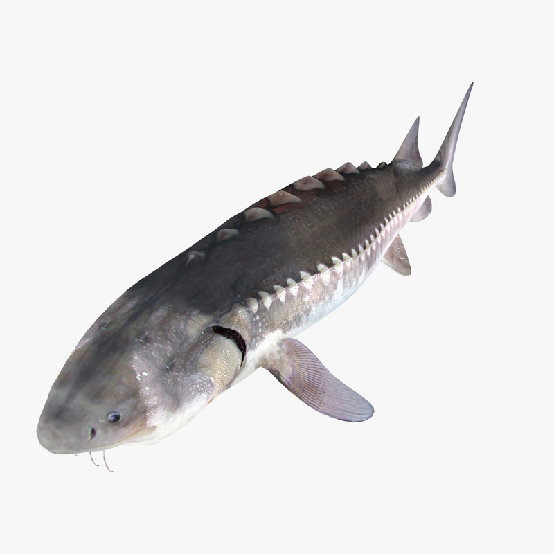 3d sturgeon fish