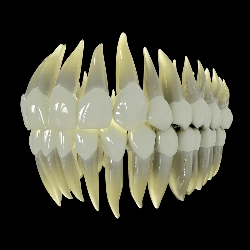3d human teeth