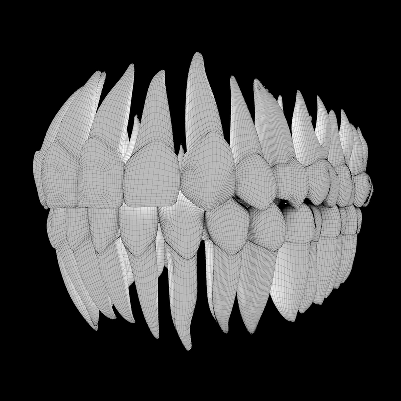 3d human teeth