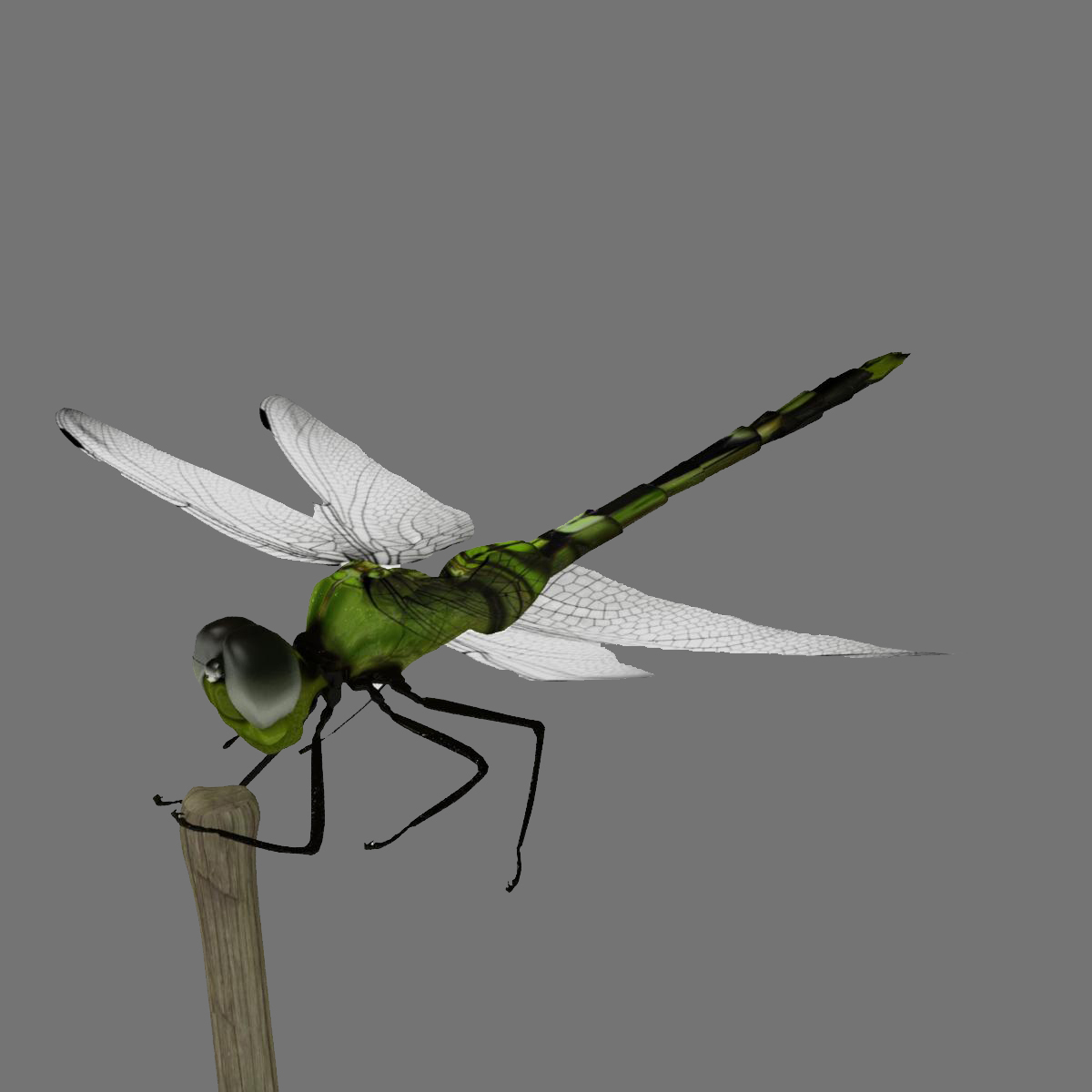max dragonfly animation insect