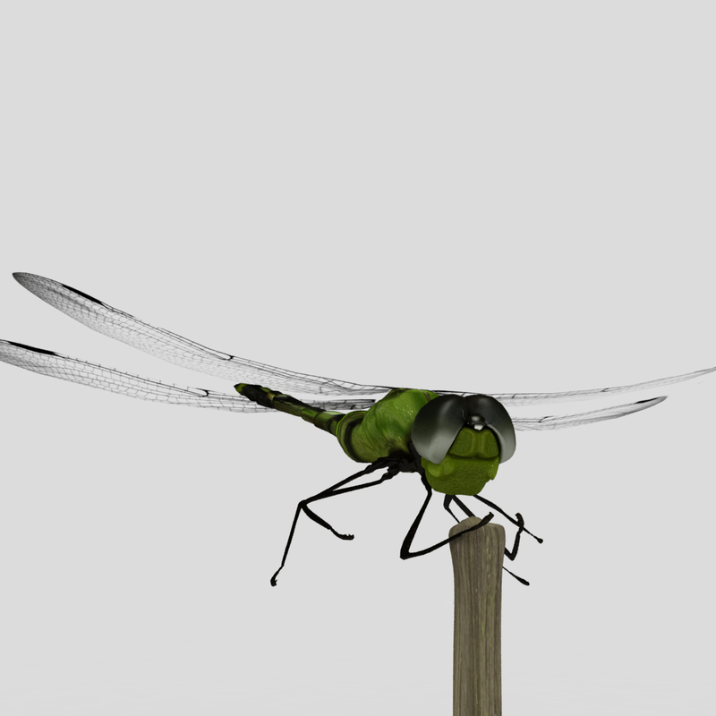 max dragonfly animation insect