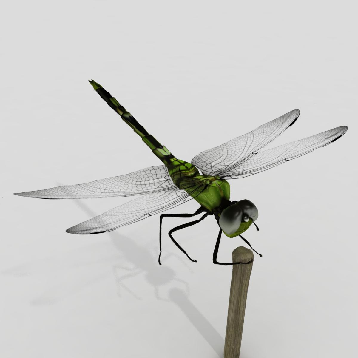 max dragonfly animation insect