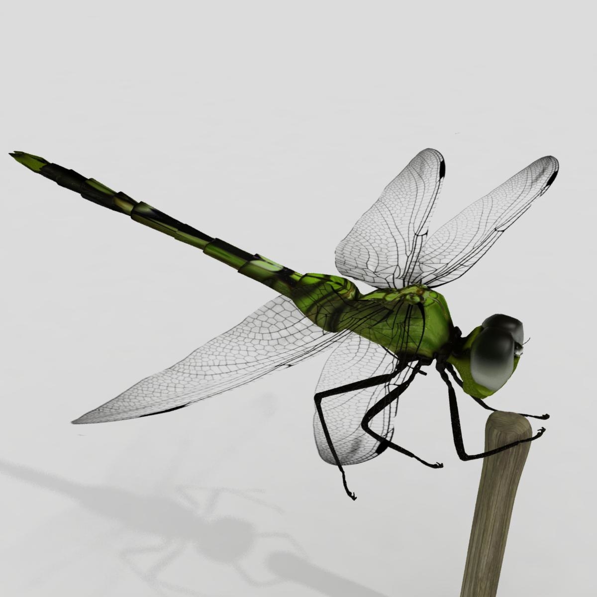 max dragonfly animation insect