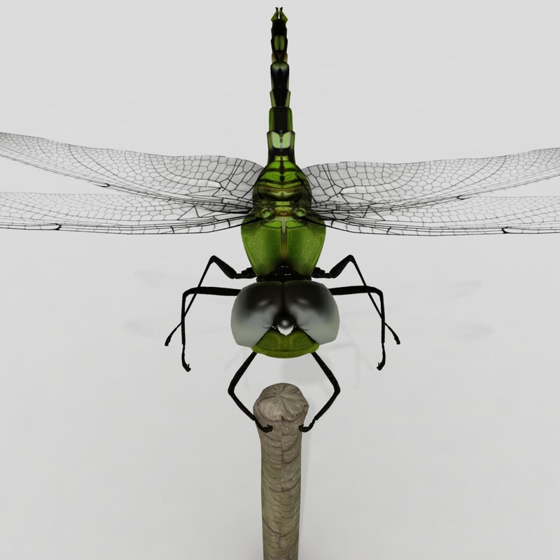 max dragonfly animation insect