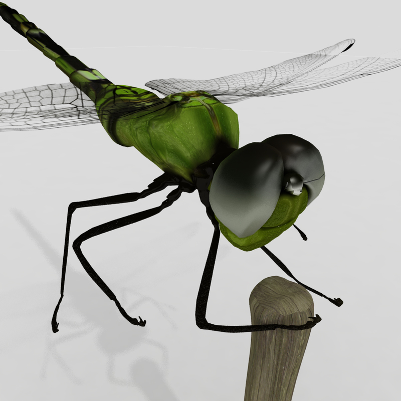 max dragonfly animation insect