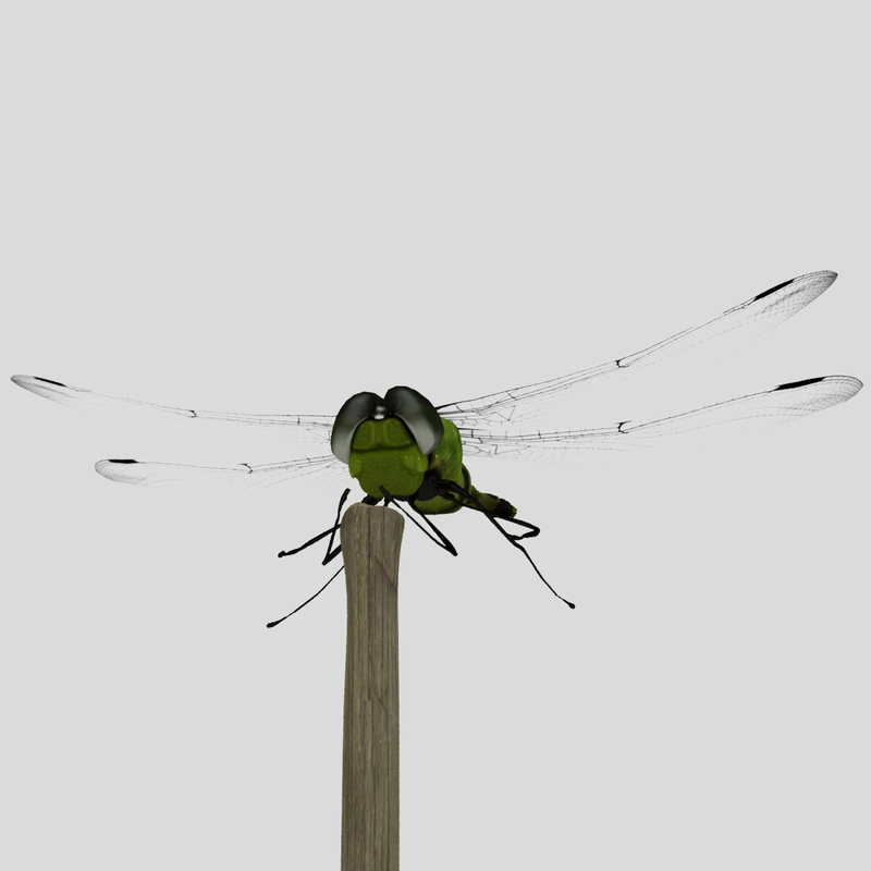 max dragonfly animation insect