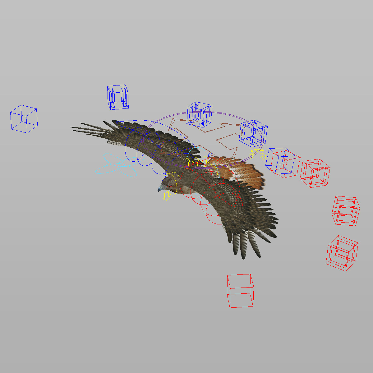 3d model hawk rigged animator