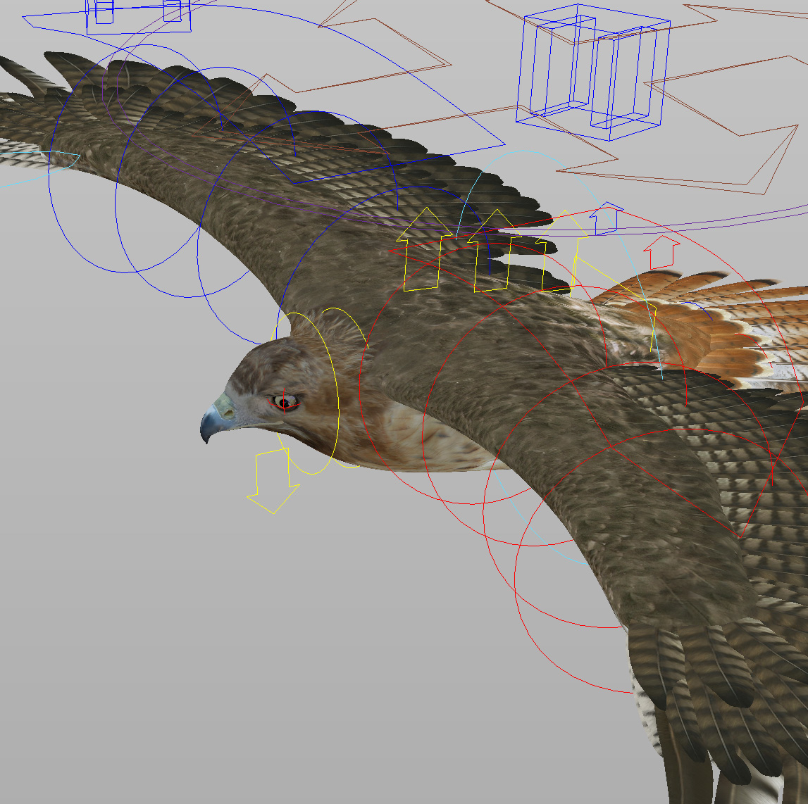 3d model hawk rigged animator