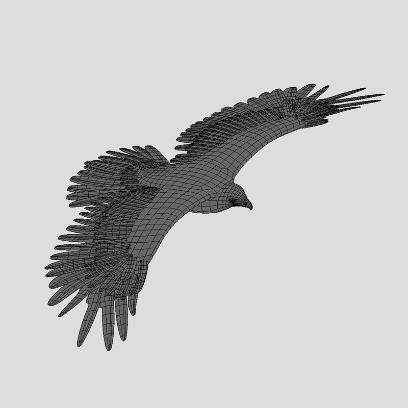 3d model hawk rigged animator