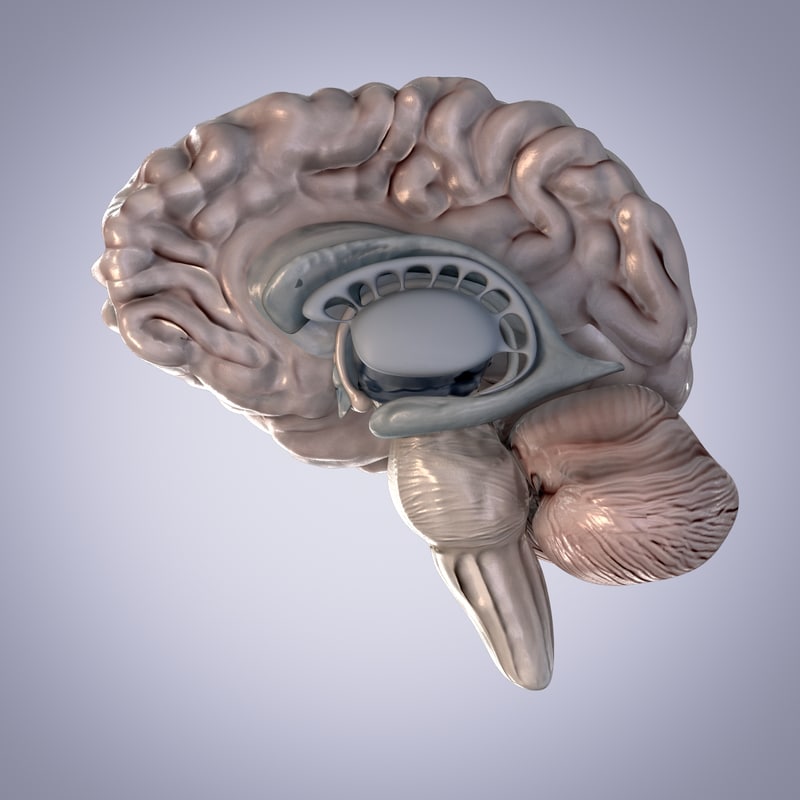 brain anatomy cerebellum 3d model